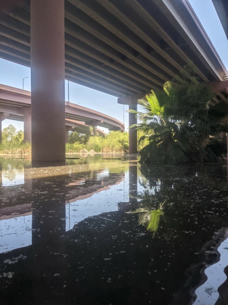 Unintentional Oasis – An Accidental Urban Wetland in the Sonoran Desert ...