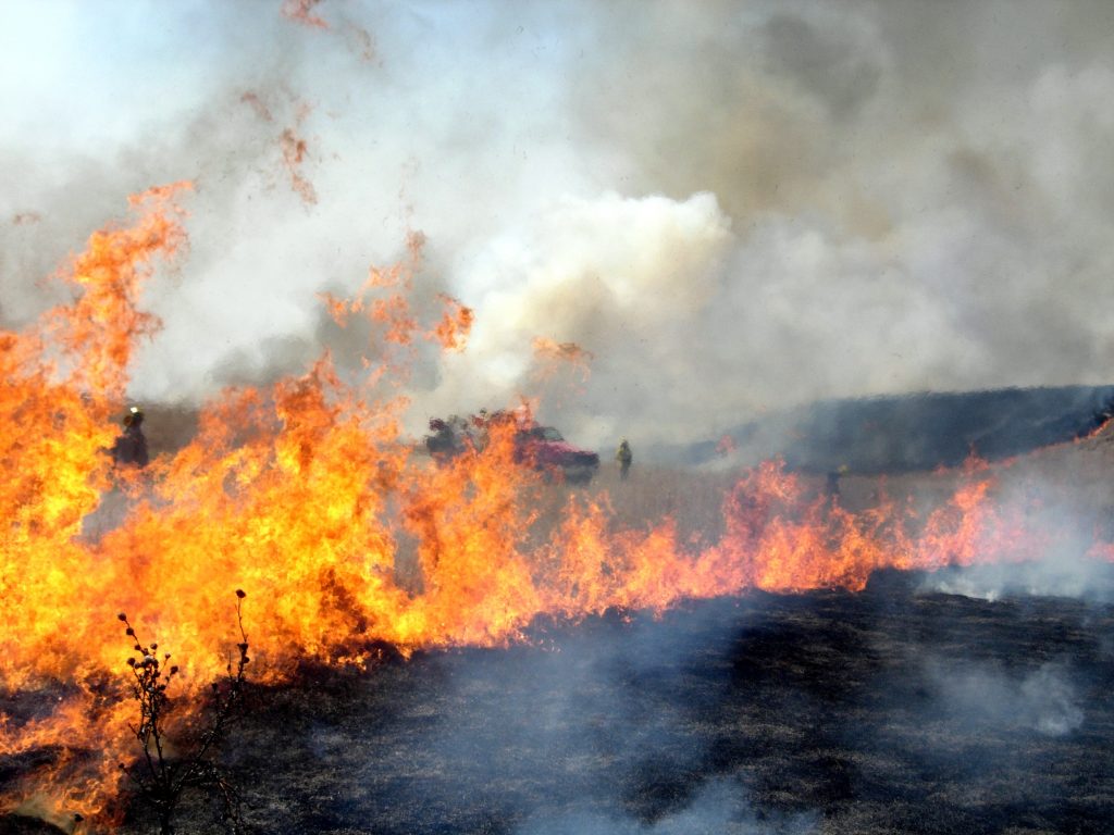 Resilience on the Prairie: Disturbance Effects on Grassland Plant ...