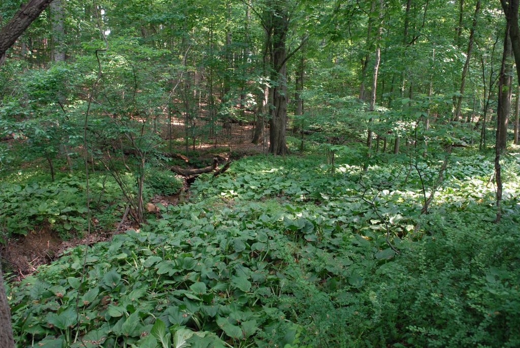 Baltimore Ecosystem Study - LTER