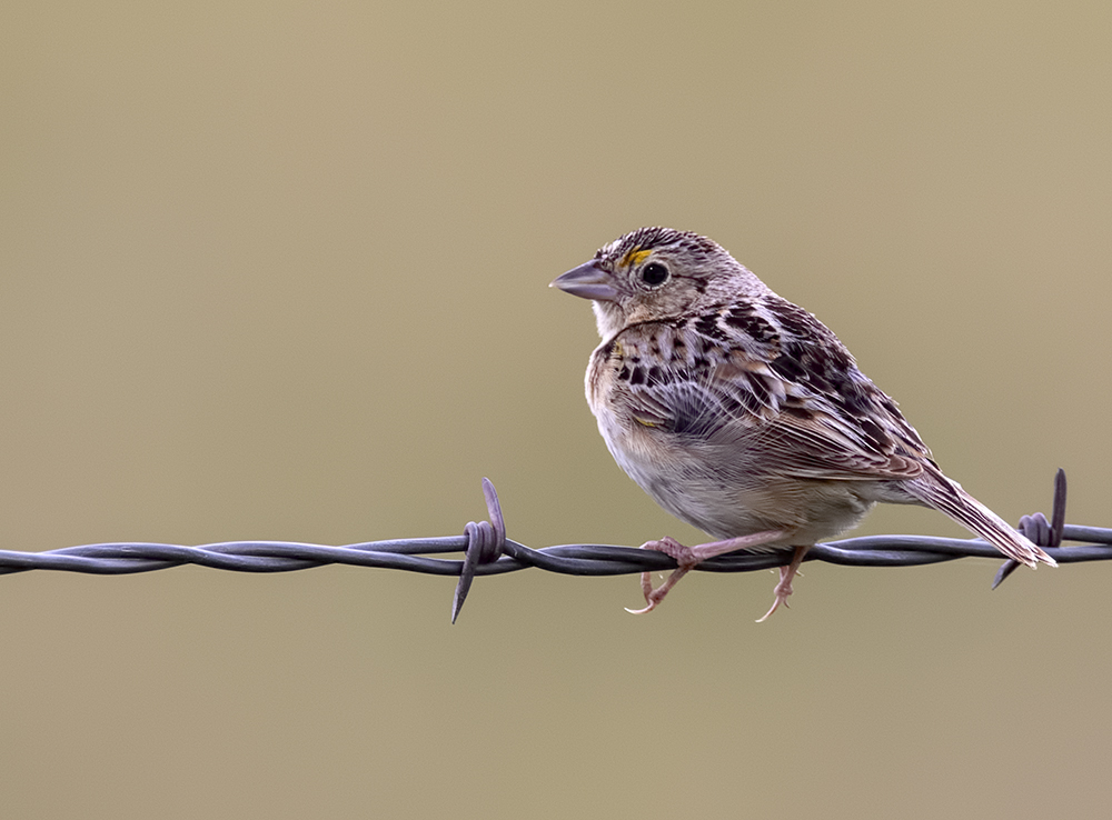 The Grasshopper Sparrow - Breeding Nomad of the Grassland Prairie - LTER
