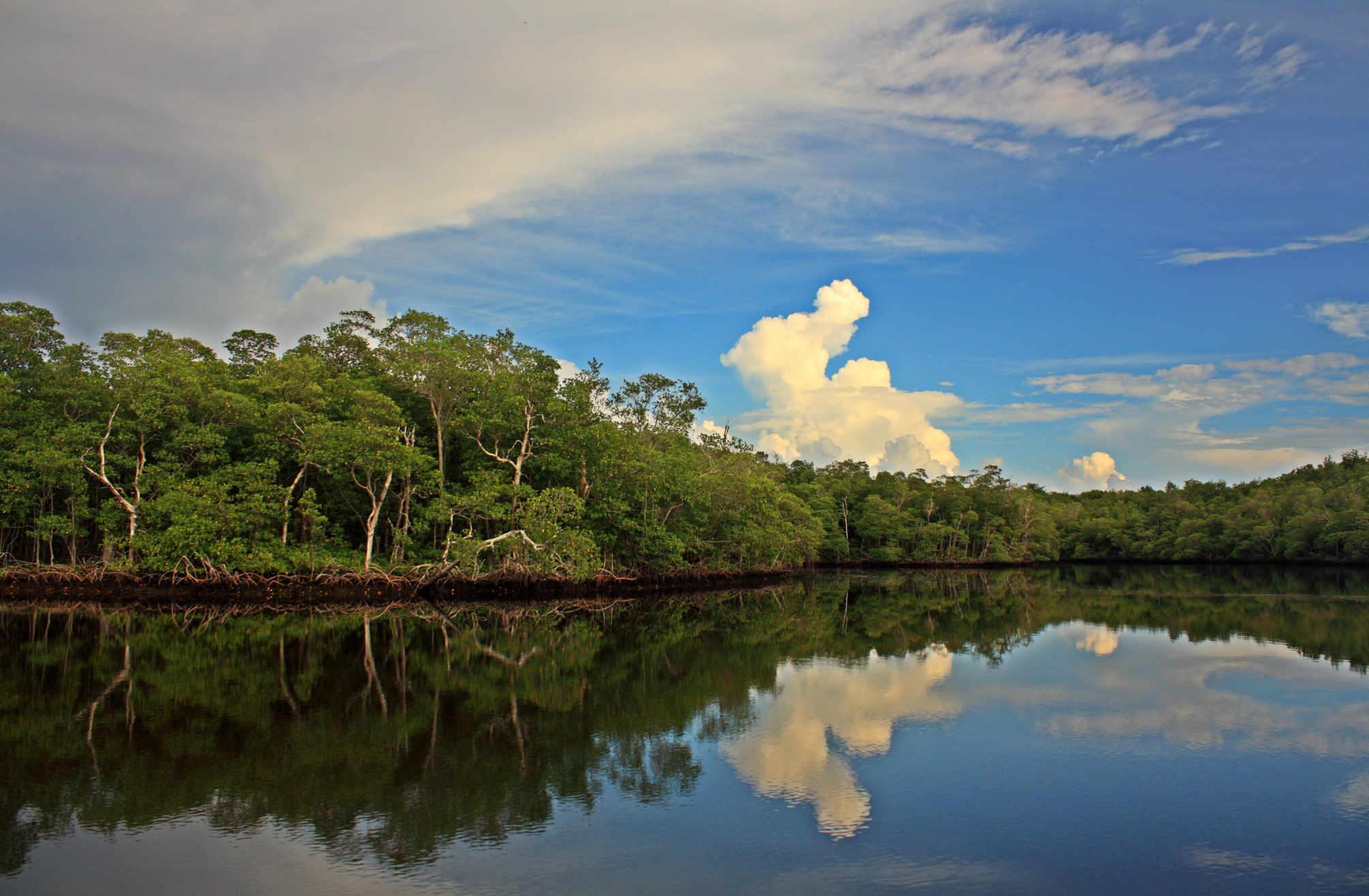Sea Level Rise Making Things Saltier in the Everglades - LTER