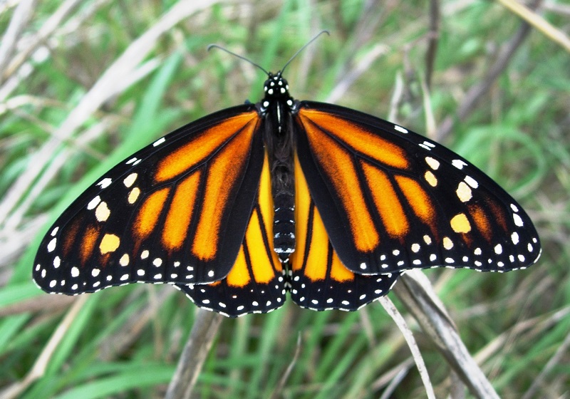 The fate of milkweed in a changing prairie system - LTER