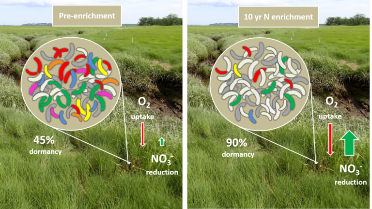 Microbial Dormancy and Diversity - LTER