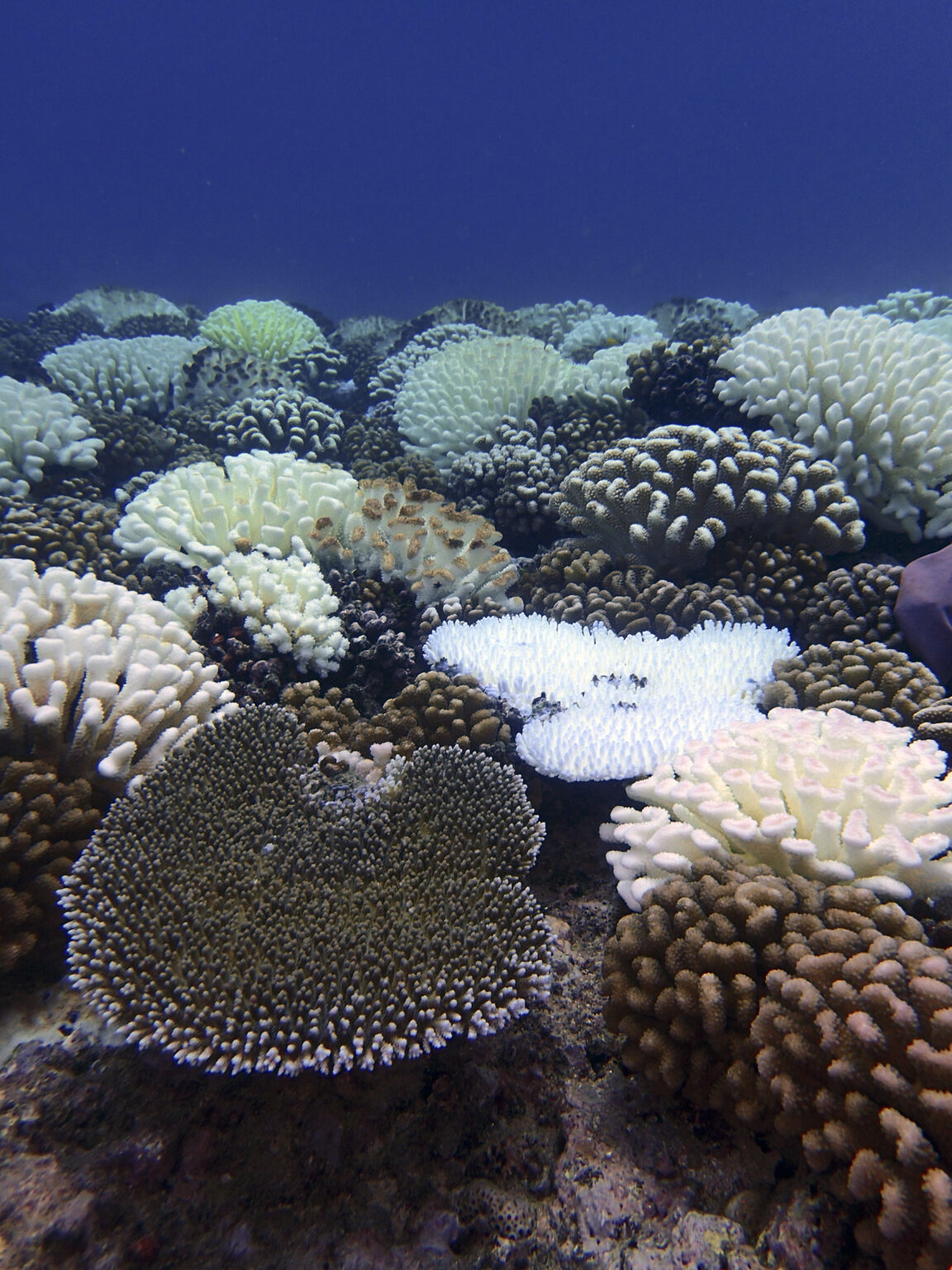 Understanding Coral Bleaching: Research and Lessons from Mo’orea - LTER