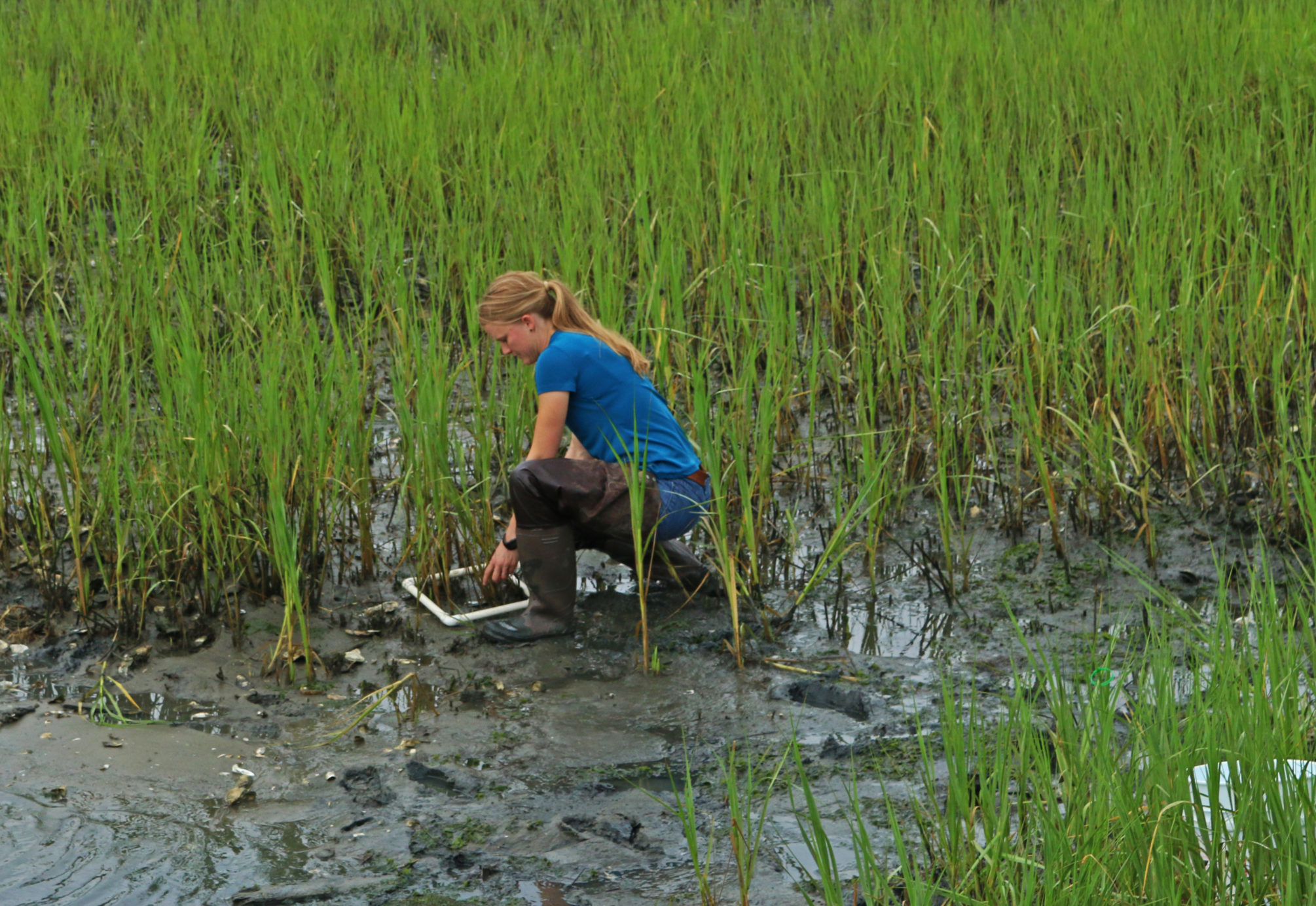 Sea-level Rise and Storms Can Cause Marsh Loss - LTER