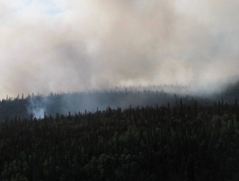 Recent boreal wildfires are changing forest communities in Interior ...