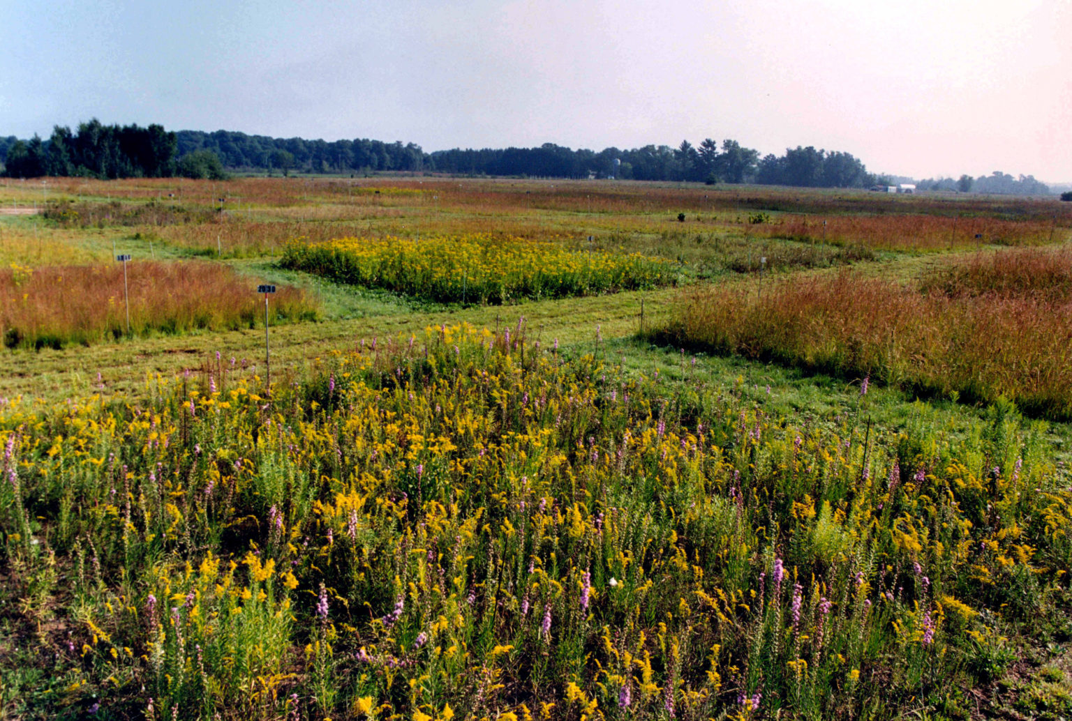 LTER Cedar Creek Ecosystem Science Reserve