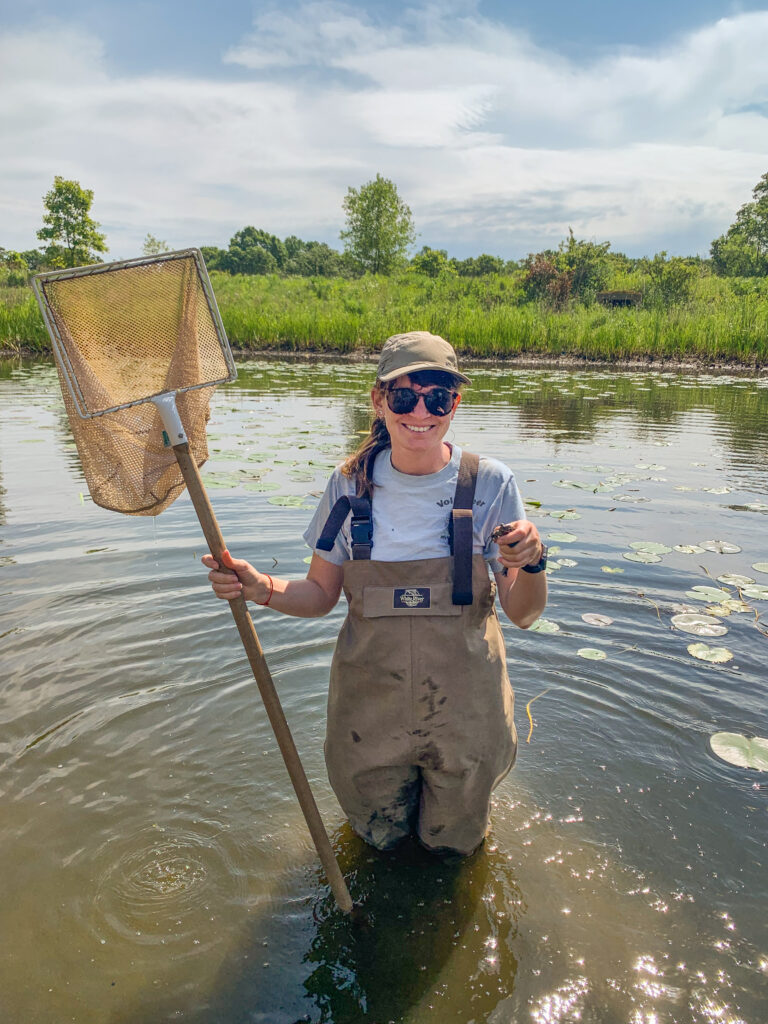 Urban ponds help amphibians thrive in cities - LTER