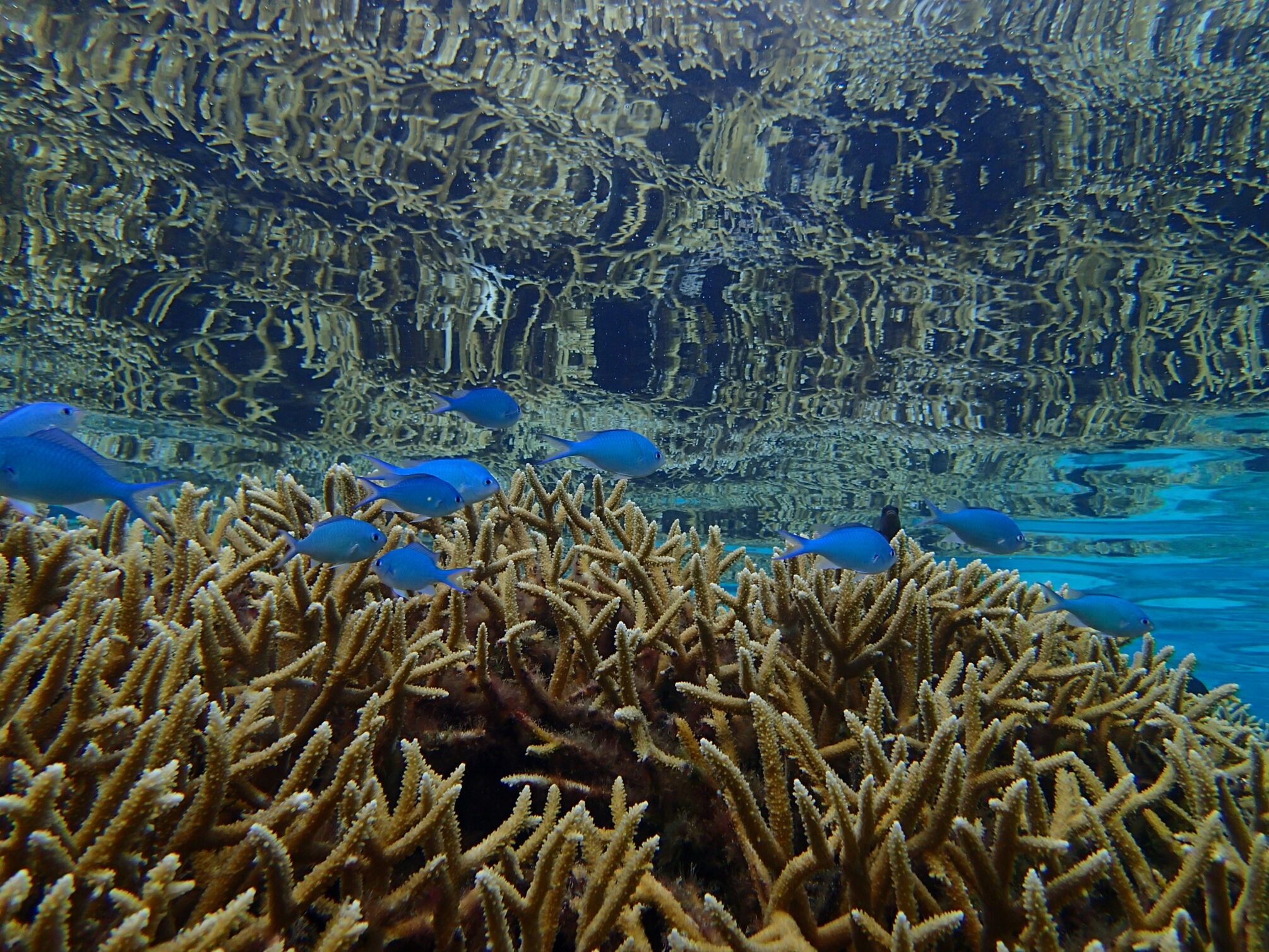 Do fish graze the way for coral recovery? - LTER
