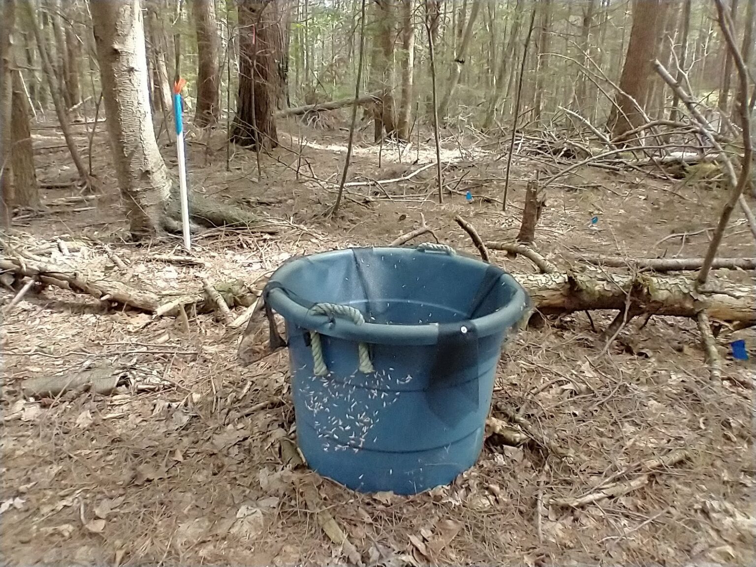 Litterfall in the Limelight: How a “COVID Paper” from Harvard Forest ...