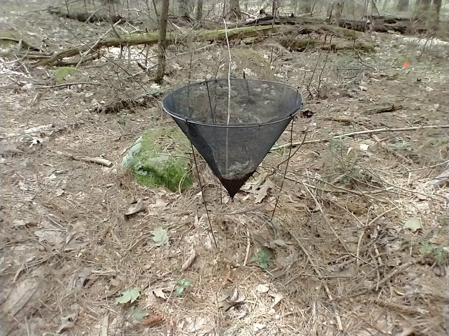 Litterfall in the Limelight: How a “COVID Paper” from Harvard Forest ...