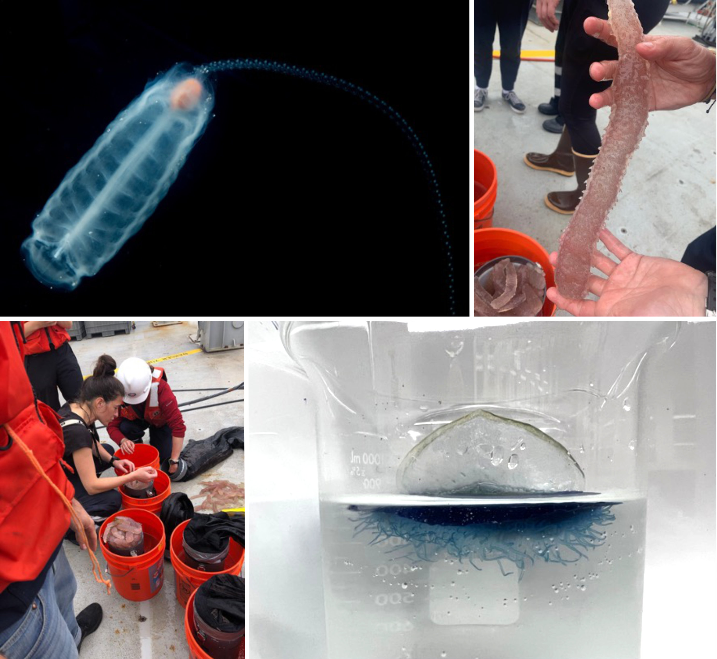 California Current Ecosystem LTER - LTER