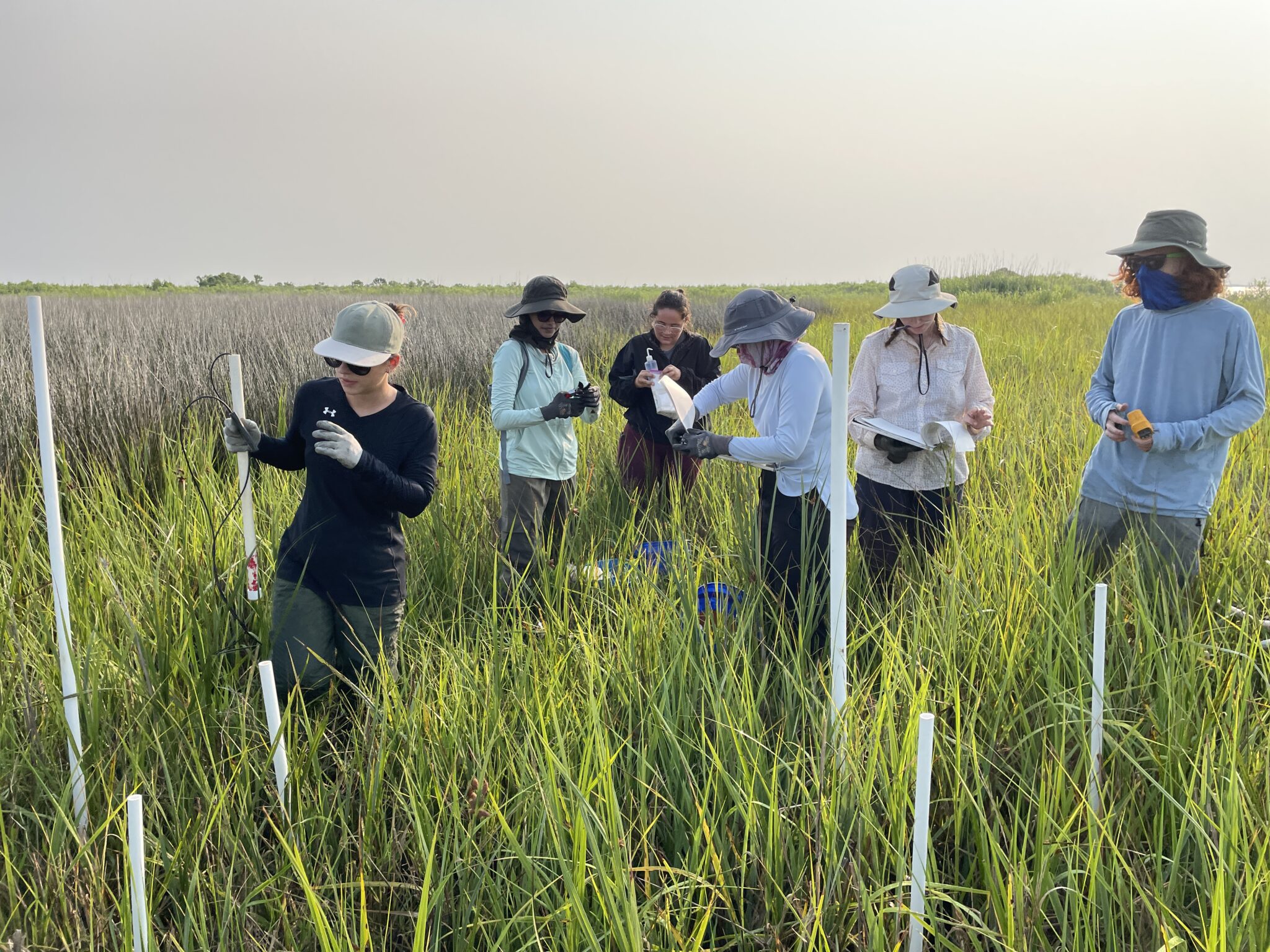 A Day in the Life: Behind the Scenes on Sapelo Island - LTER