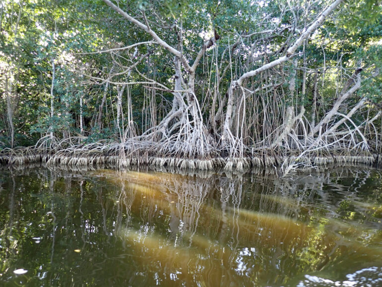 Meandering Through the Mangrove Forests of the Florida Coastal ...
