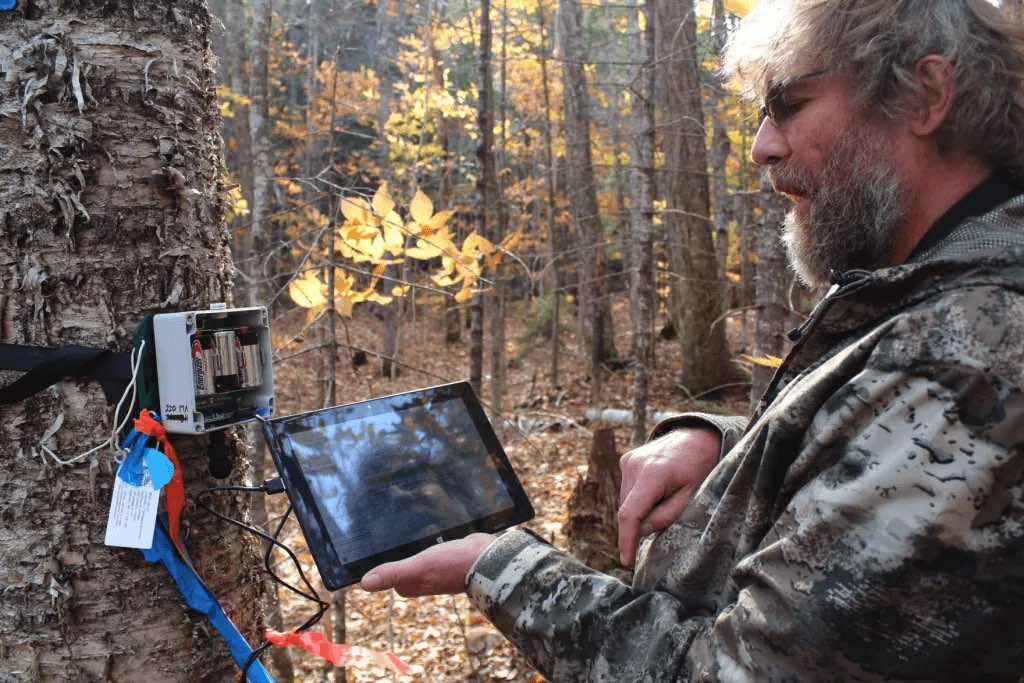 Calling Activity of Birds in the White Mountain National Forest: Audio ...